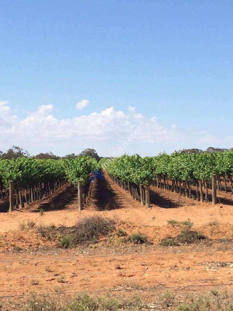 Banrock Station Wine & Wetland Centre - Kingston On Murray